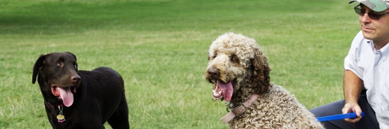 Animals & Pets – City of Toronto