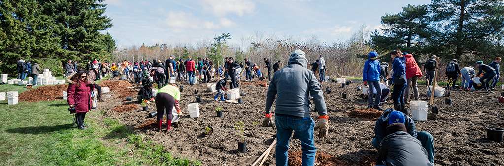 Tree Planting & Stewardship Events – City of Toronto