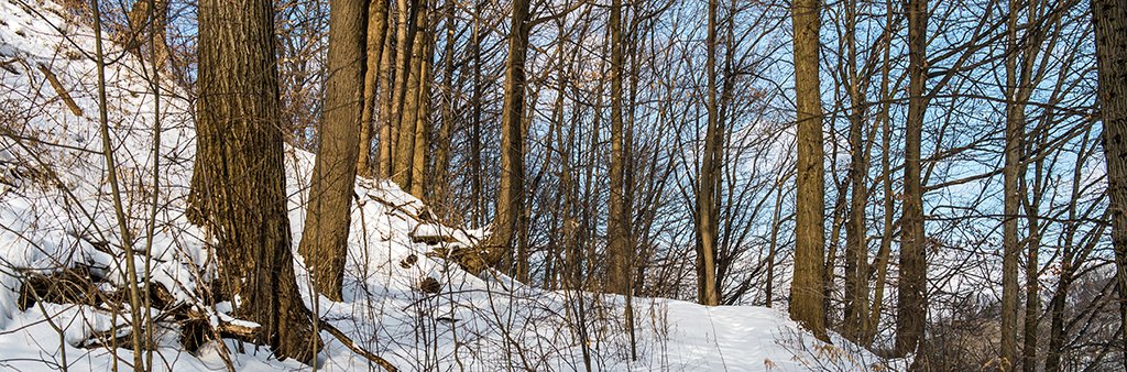 Trees in Toronto – City of Toronto