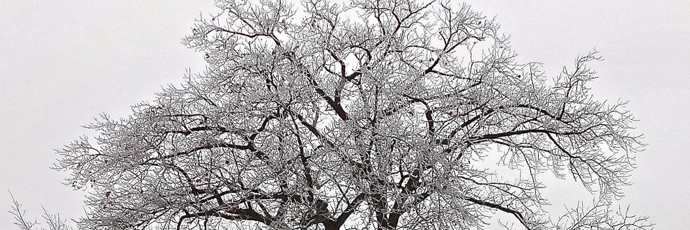 Donate to the Historic Red Oak – City of Toronto