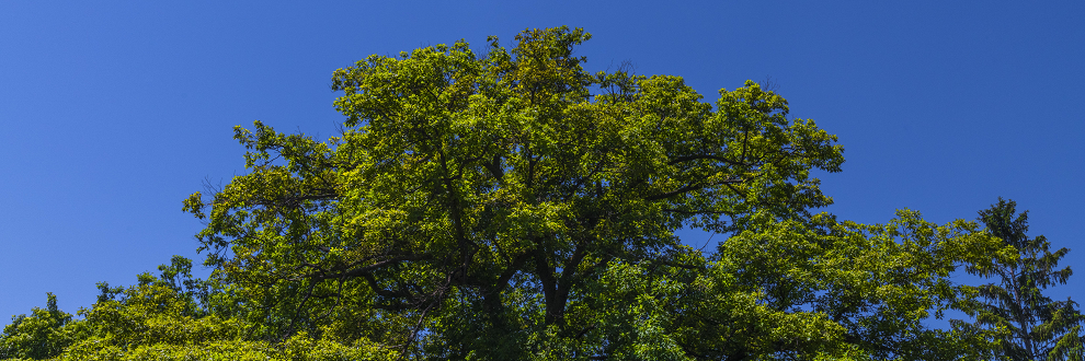 Donate to the Historic Red Oak – City of Toronto
