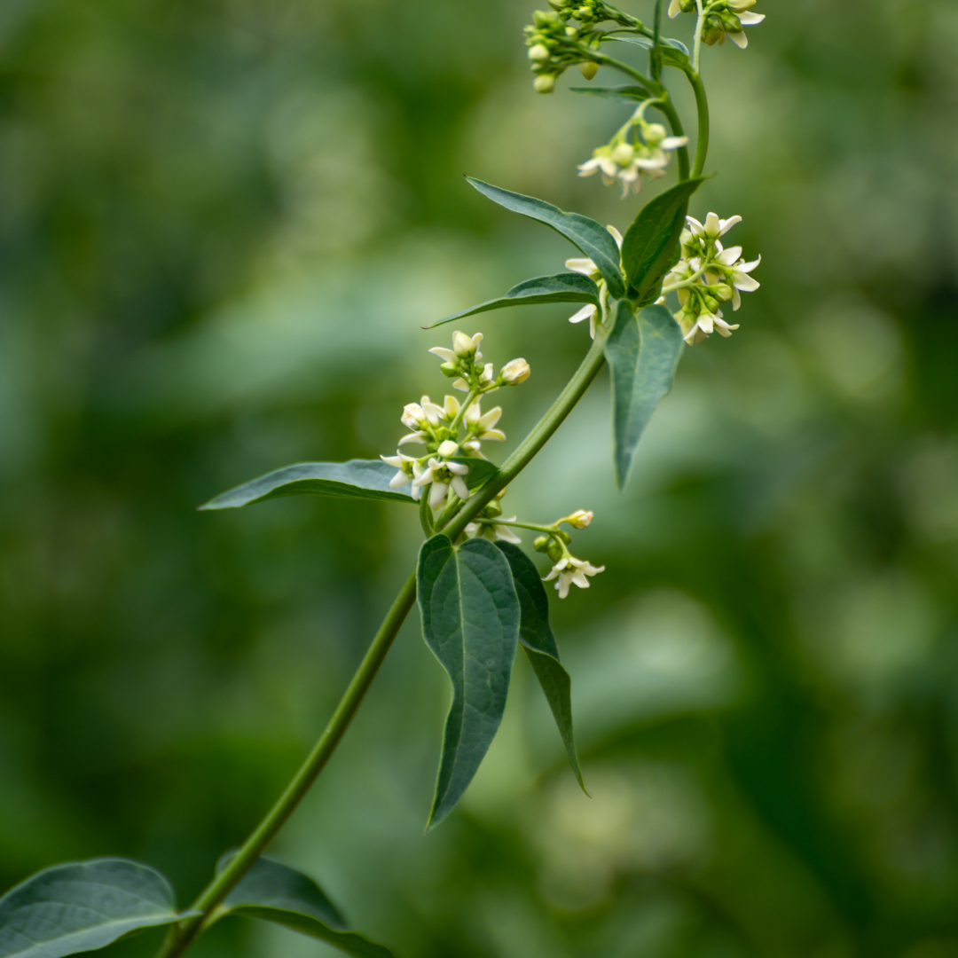 Turfgrass & Prohibited Plants – City of Toronto