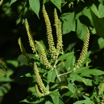 Turfgrass & Prohibited Plants – City of Toronto