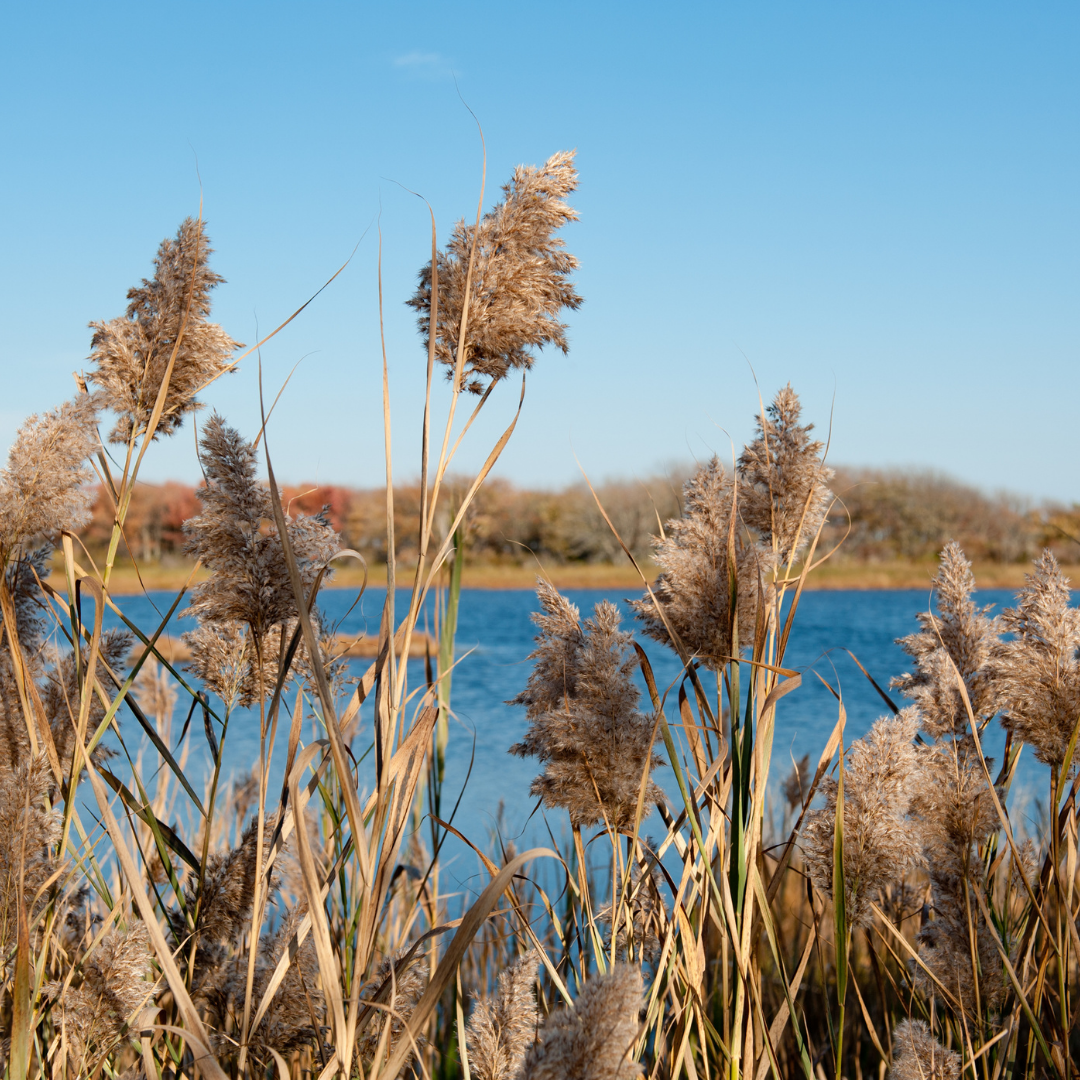 Turfgrass & Prohibited Plants – City of Toronto