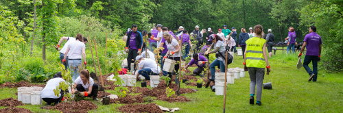Tree Planting & Stewardship Events – City of Toronto