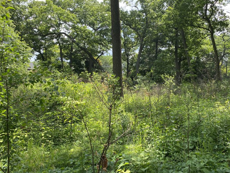 Traditional & Prescribed Burn – City of Toronto