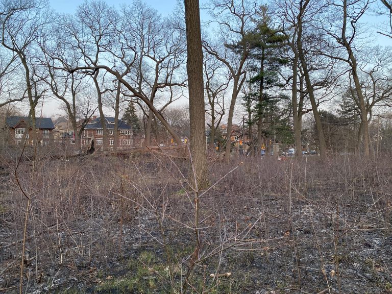 Traditional & Prescribed Burn – City of Toronto