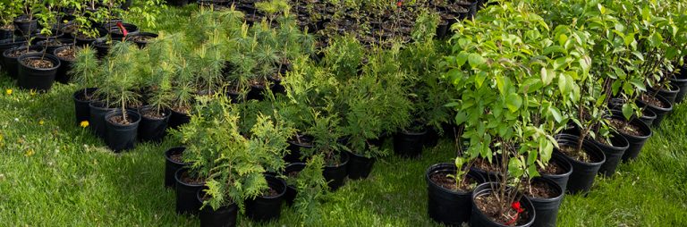 Supports for Tree Planting on Private Property – City of Toronto