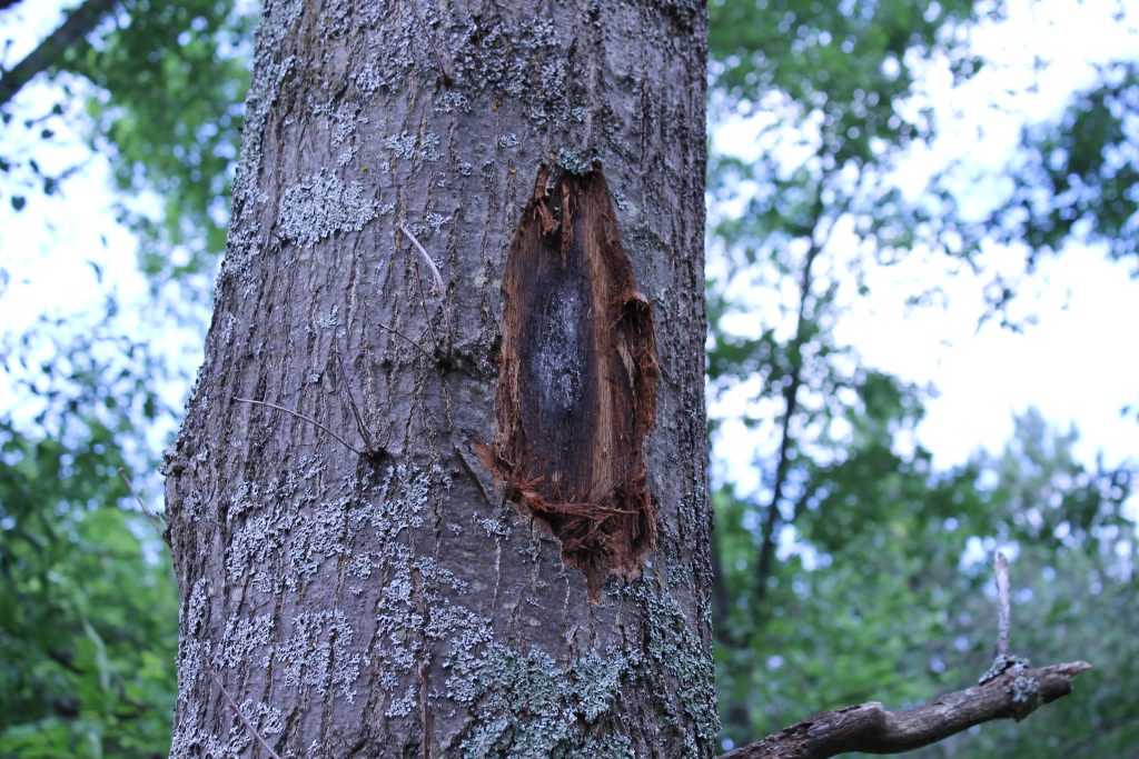 Oak Wilt – City of Toronto