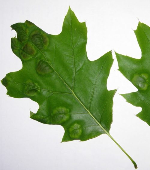 Threats to Trees: Diseases – City of Toronto