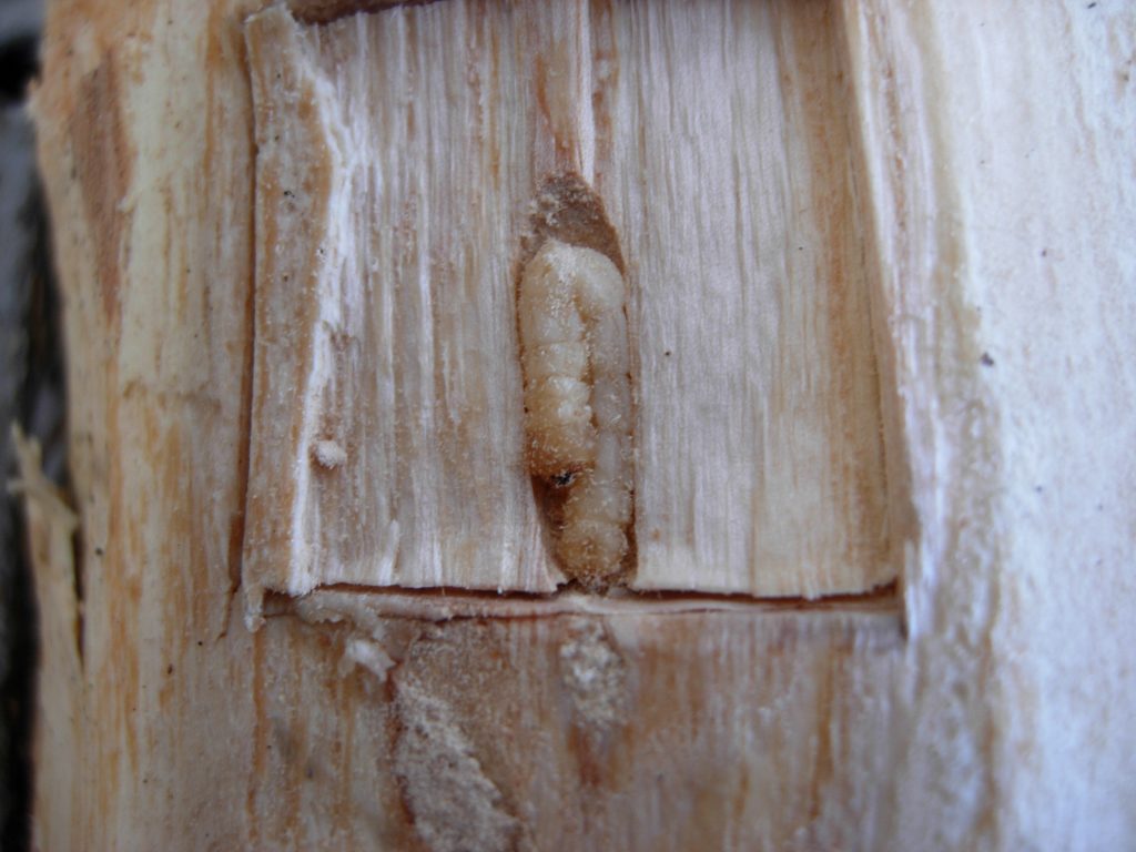 Emerald Ash Borer (Agrilus planipennis) – City of Toronto