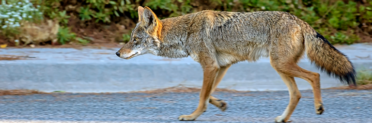 Coyotes – City of Toronto