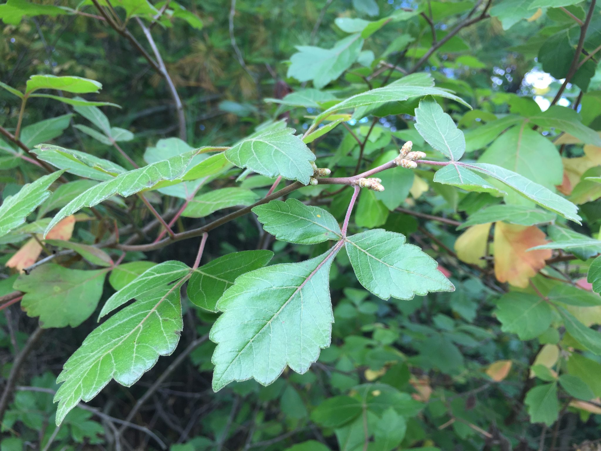 Supports for Tree Planting on Private Property – City of Toronto