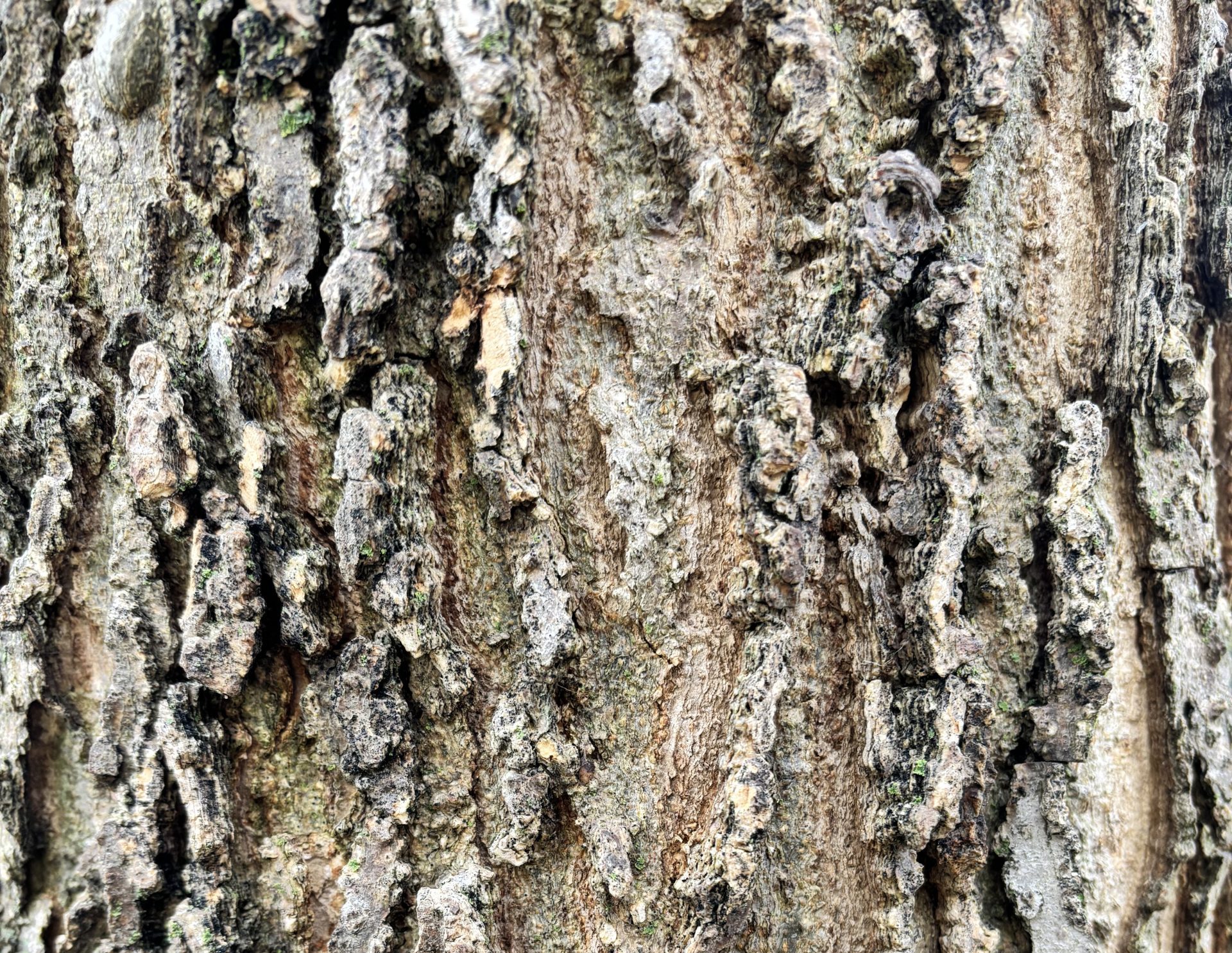 Supports for Tree Planting on Private Property – City of Toronto