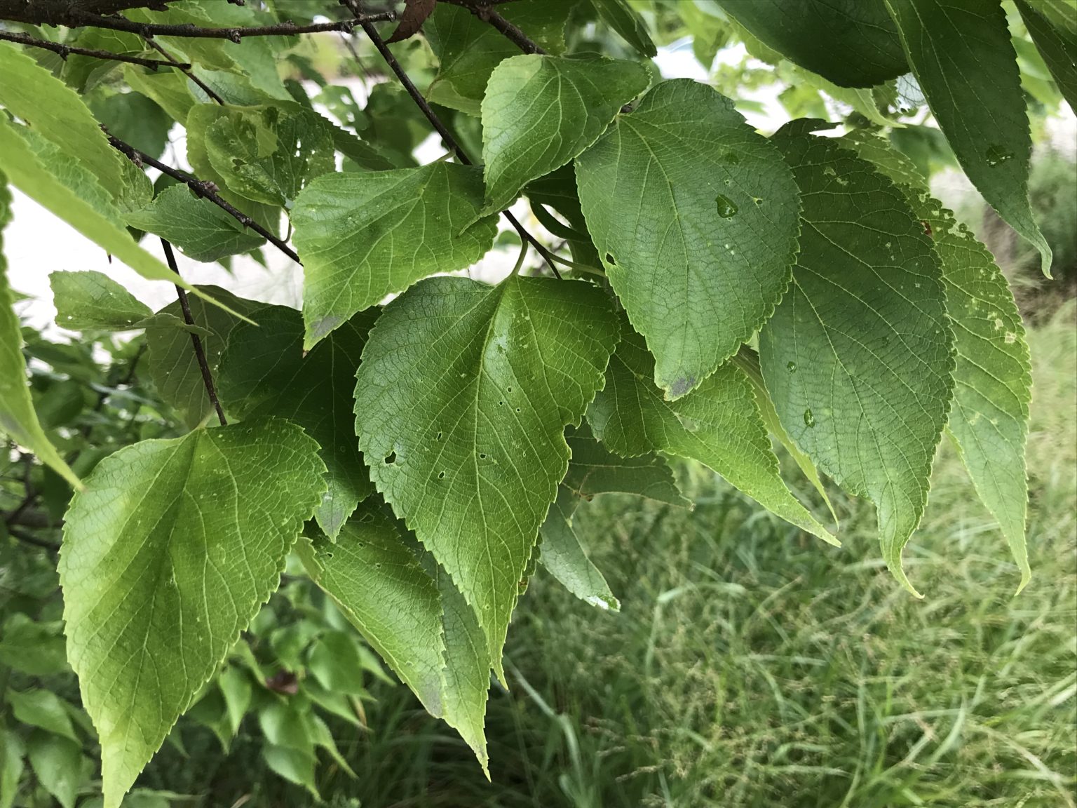 Supports for Tree Planting on Private Property – City of Toronto
